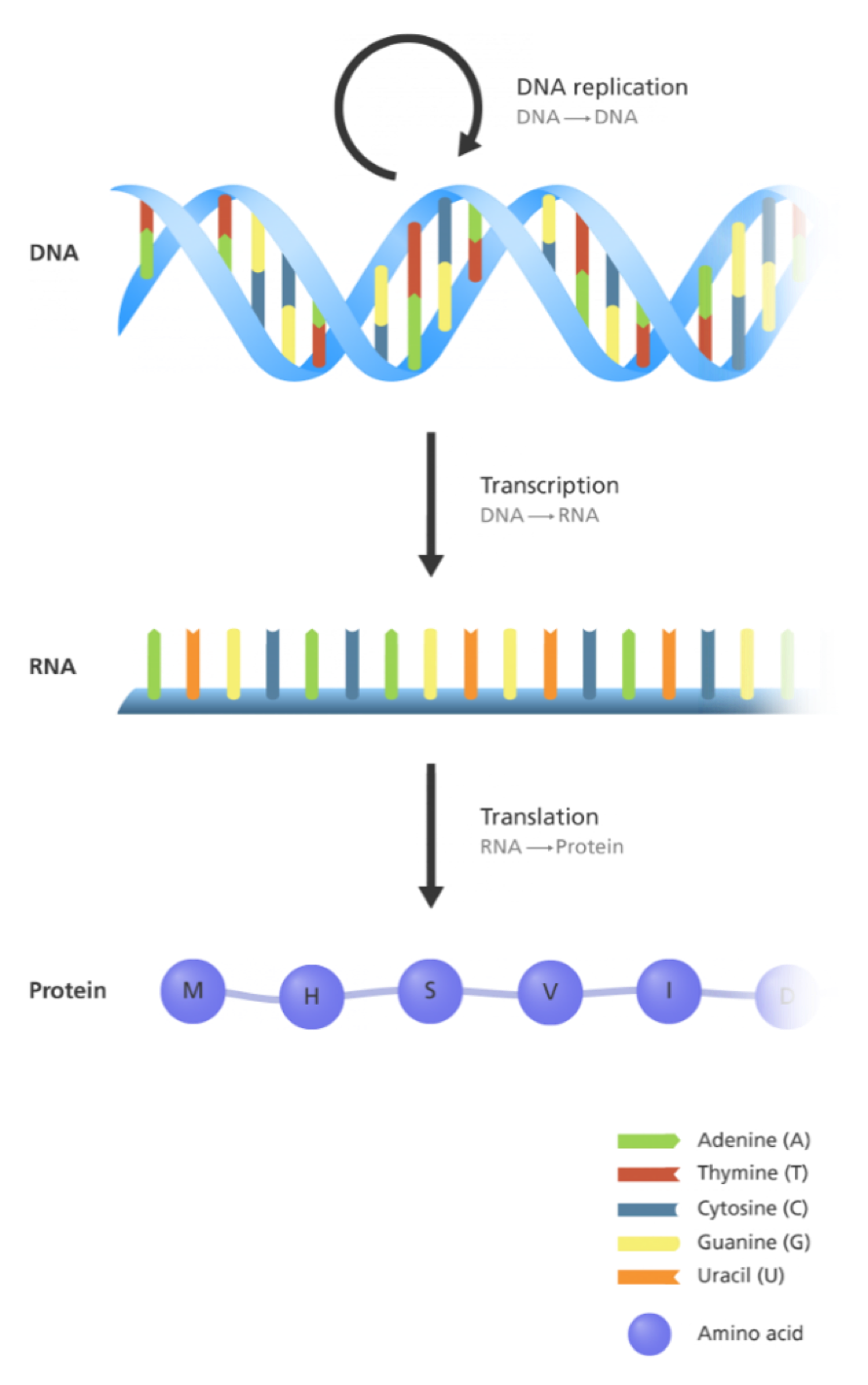 RNA Therapies for Inherited Retinal Diseases (IRDs) - Fighting ...