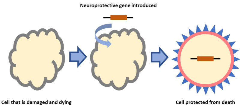 Gene Therapy & Clinical Trials to Treat Vision Loss | Fighting ...